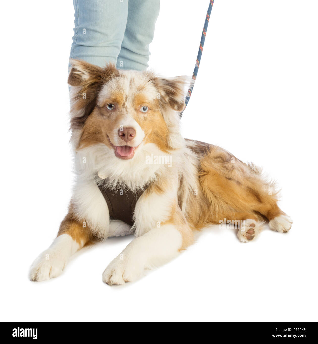 american shepherd layer and leashed with a harness on white background ...