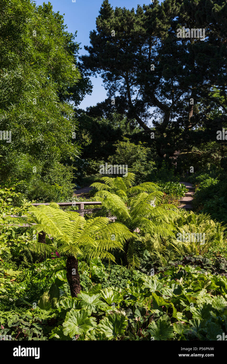 Tree ferns in the Robinson Garden at RHS Hyde Hall Stock Photo - Alamy