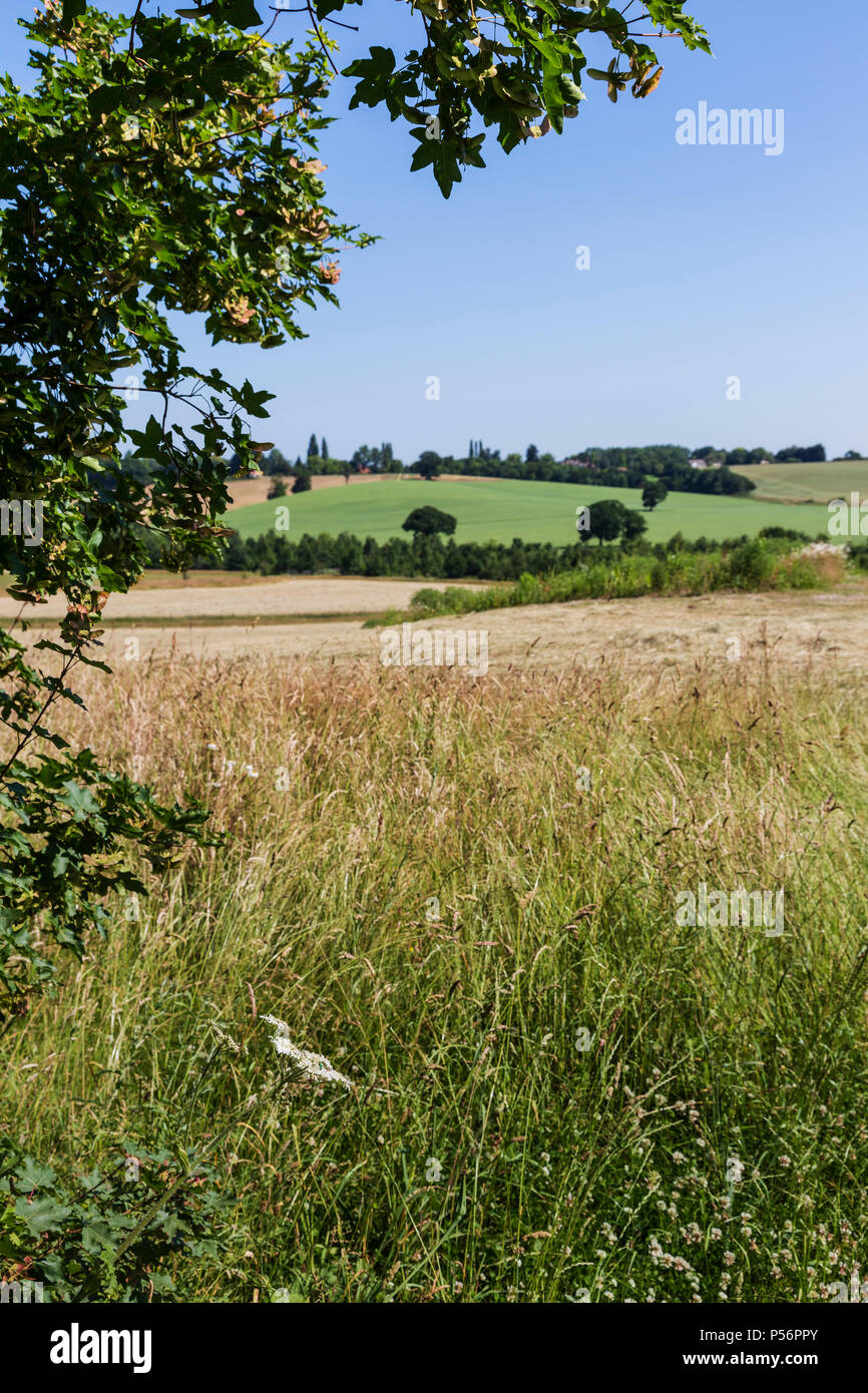 Cow Parsley in Bucolic Country Scene in Essex on Hot Day in Summer ...