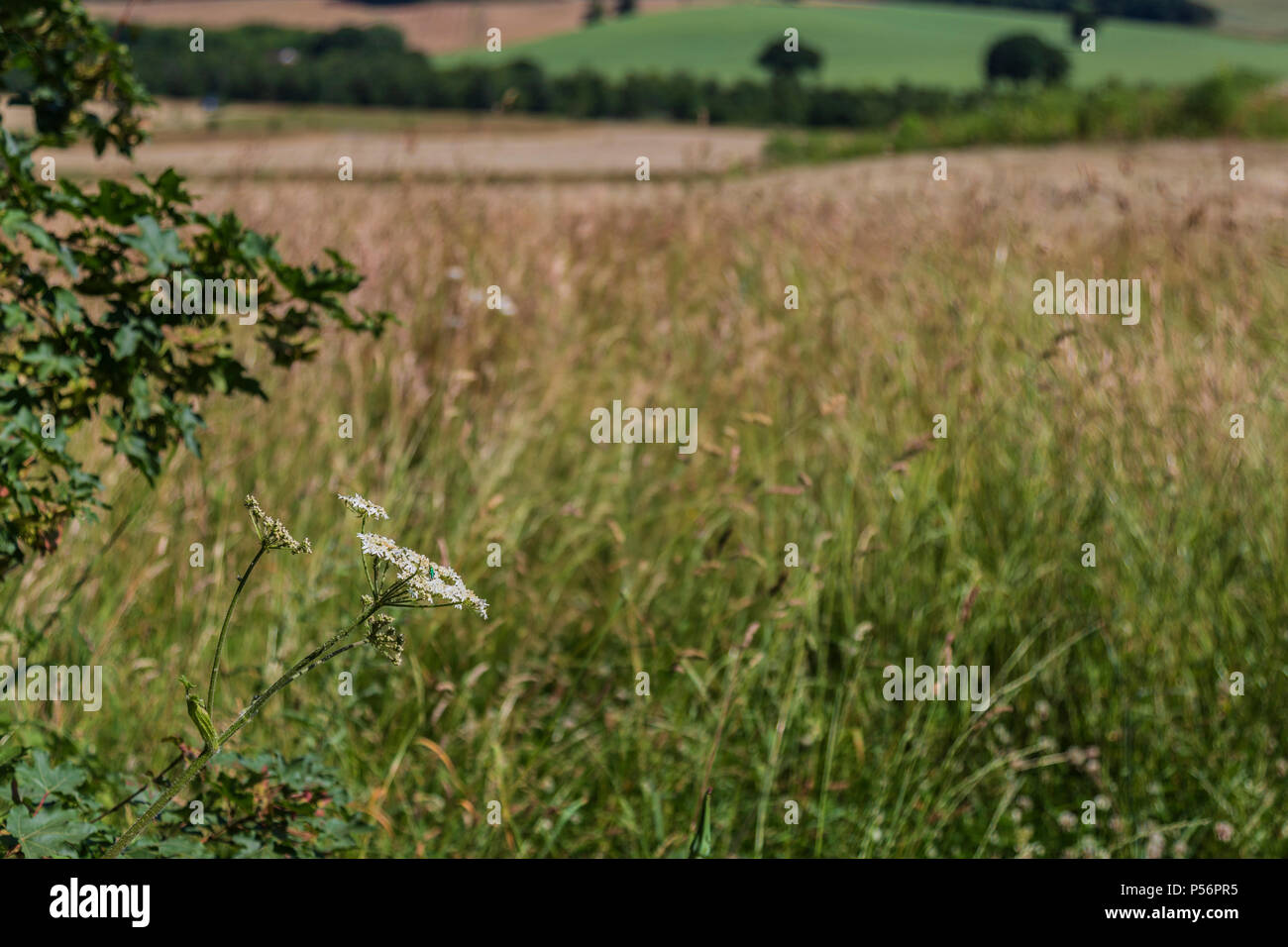 Cow Parsley in Bucolic Country Scene in Essex on Hot Day in Summer ...