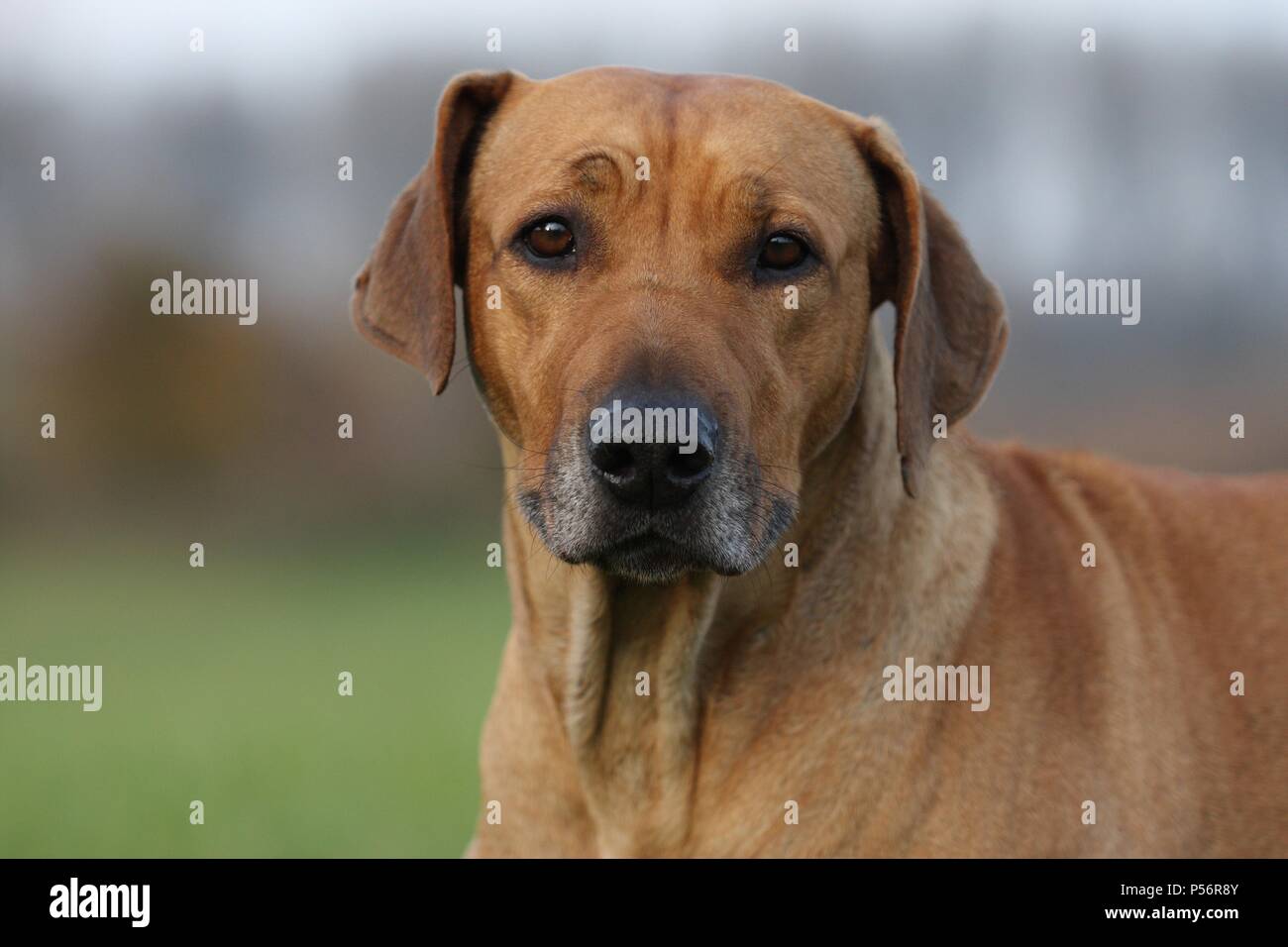 Rhodesian Ridgeback Portrait Stock Photo - Alamy