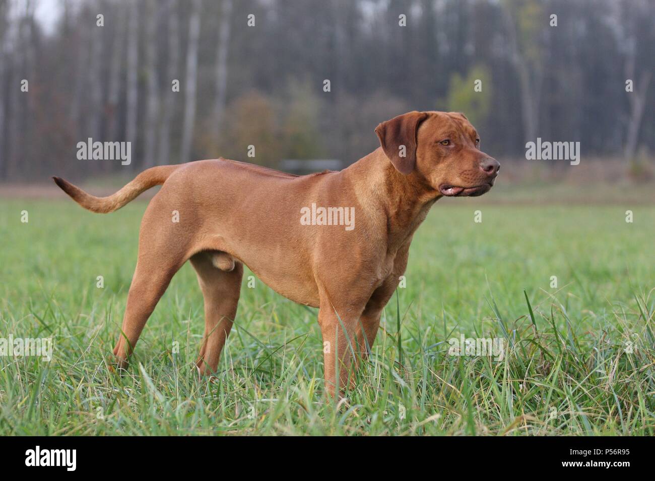 Rhodesian ridgeback in autumn hi-res stock photography and images - Alamy