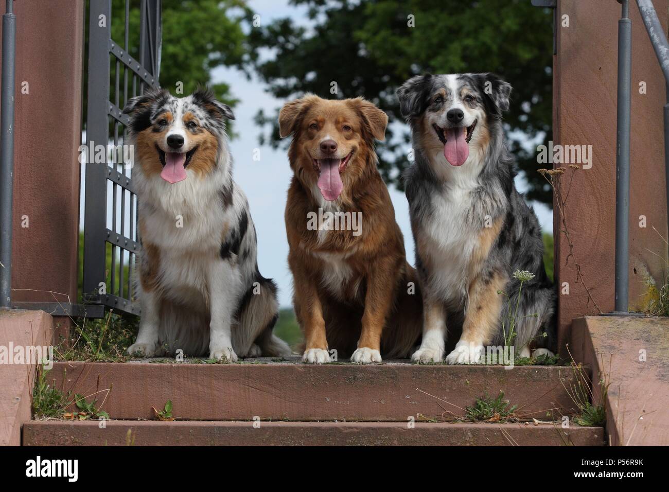Australian shepherds red tri red merle australian shepherds hi-res ...