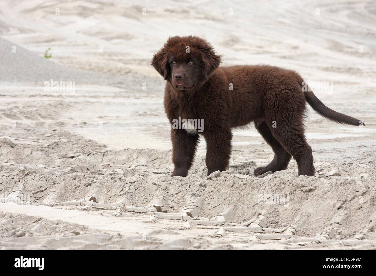 Newfoundland Dog Puppy Stock Photo - Alamy