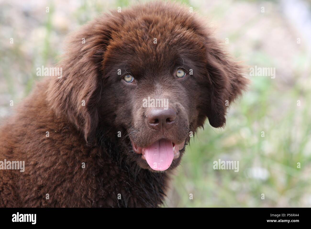 Newfoundland Dog Puppy Stock Photo - Alamy