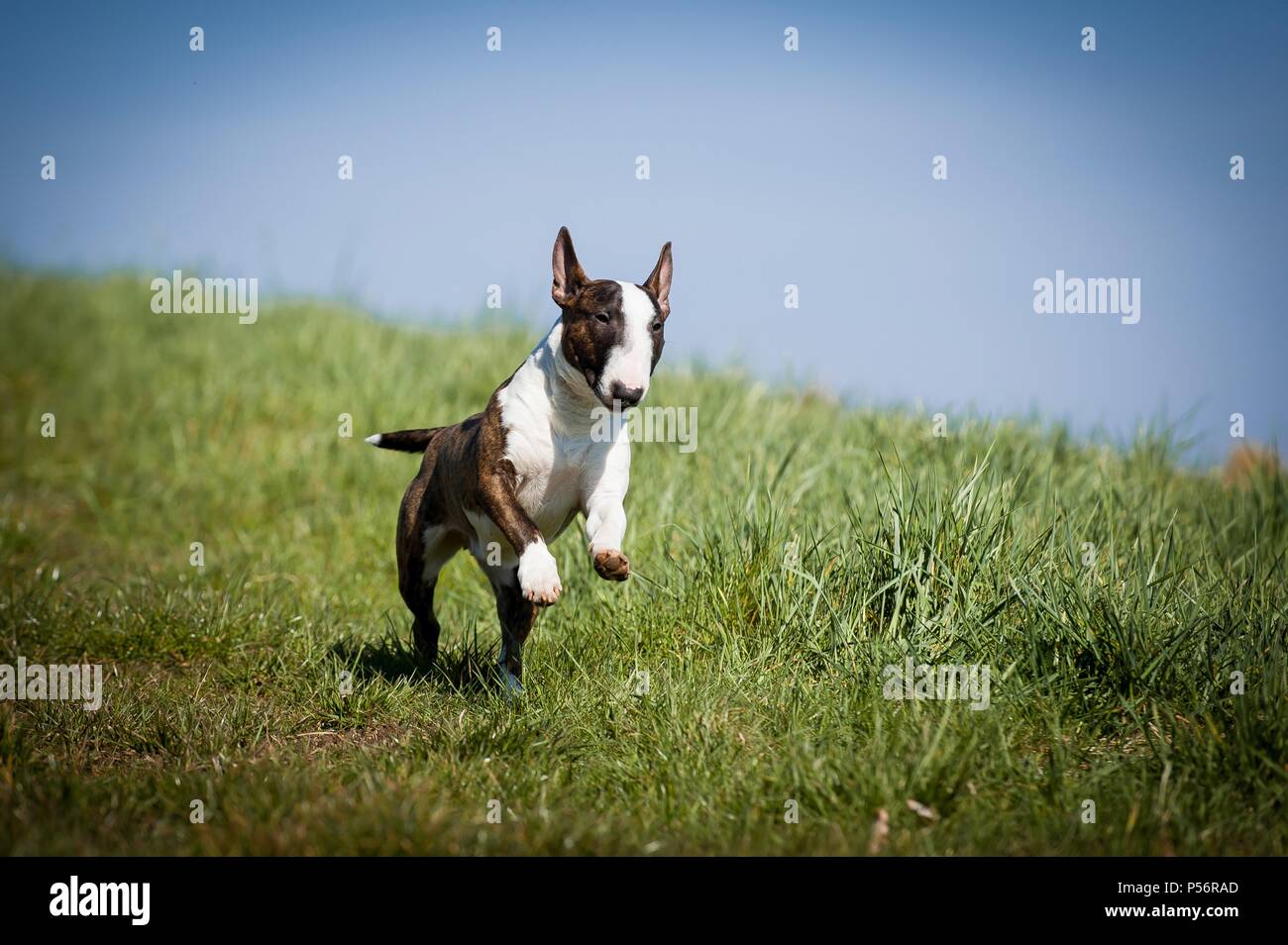 running Miniature Bull Terrier Stock Photo - Alamy