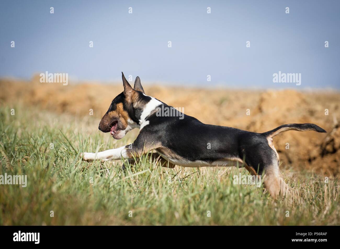 running Miniature Bull Terrier Stock Photo - Alamy