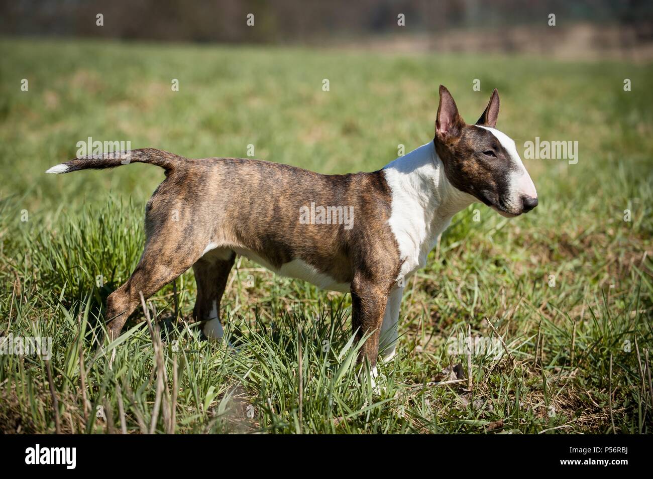 English bull terrier profile hi-res stock photography and images - Alamy