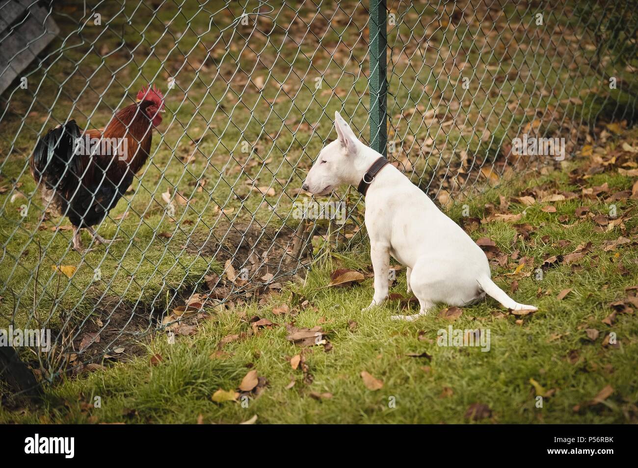 Miniature Bull Terrier and chicken Stock Photo - Alamy