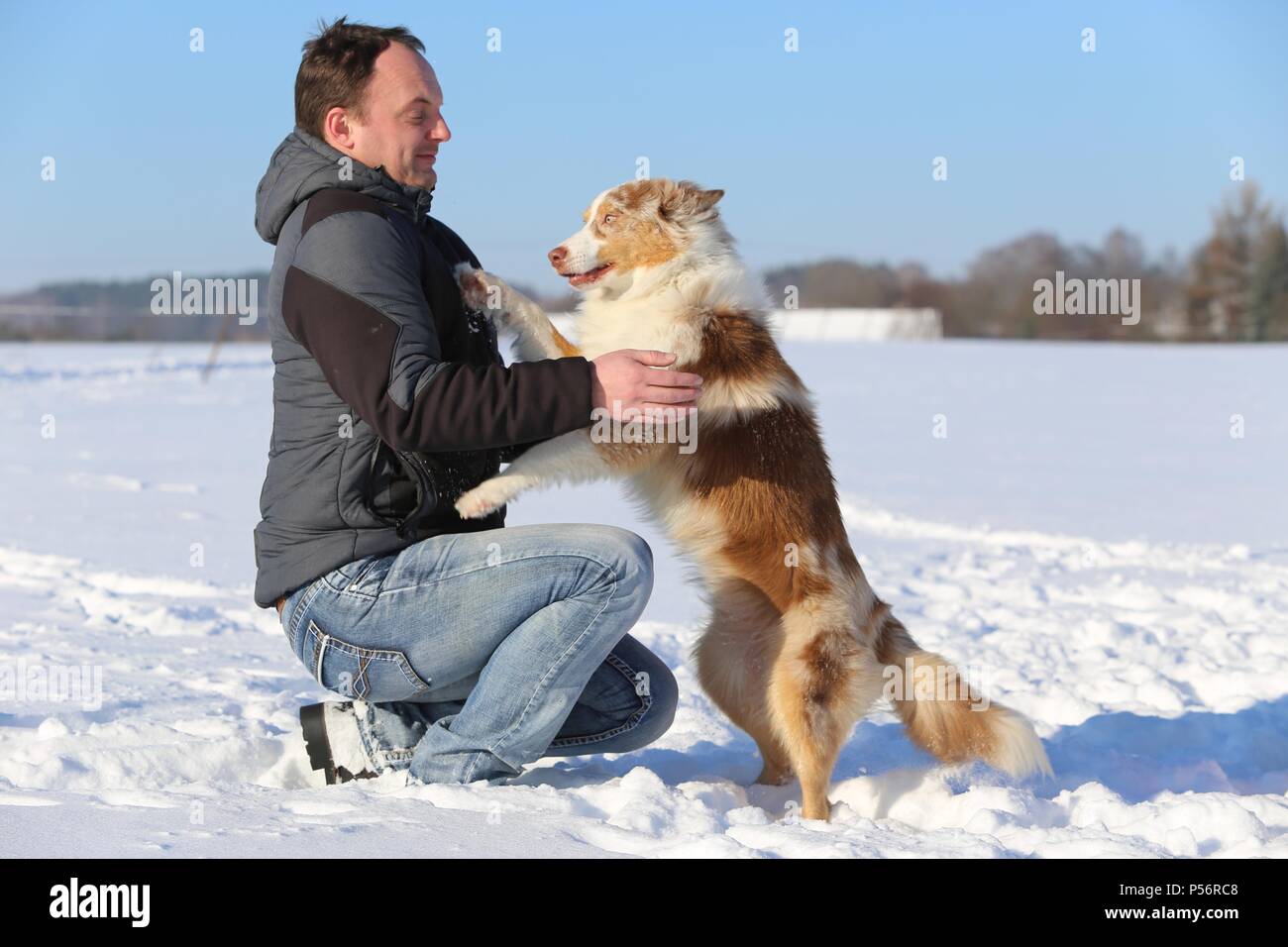 man and Australian Shepherd Stock Photo - Alamy