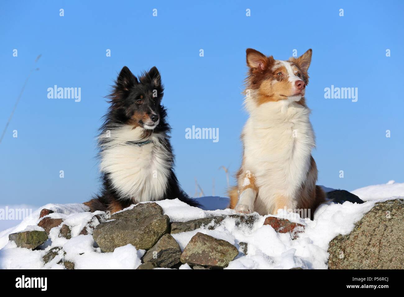 Australian shepherd and sheltie hi-res stock photography and images - Alamy