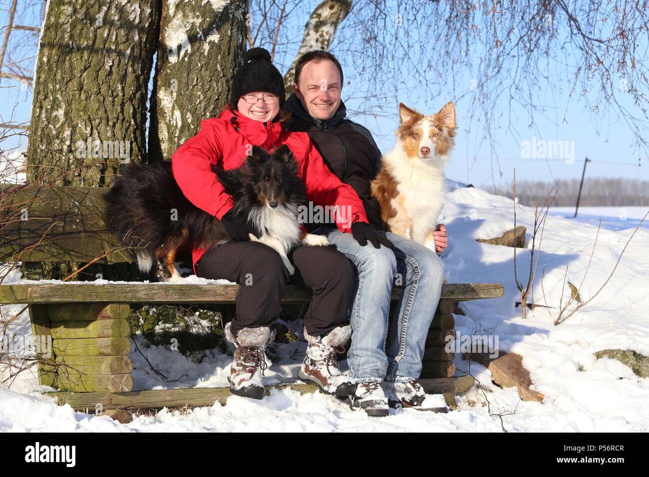 Australian shepherd and sheltie hi-res stock photography and images - Alamy