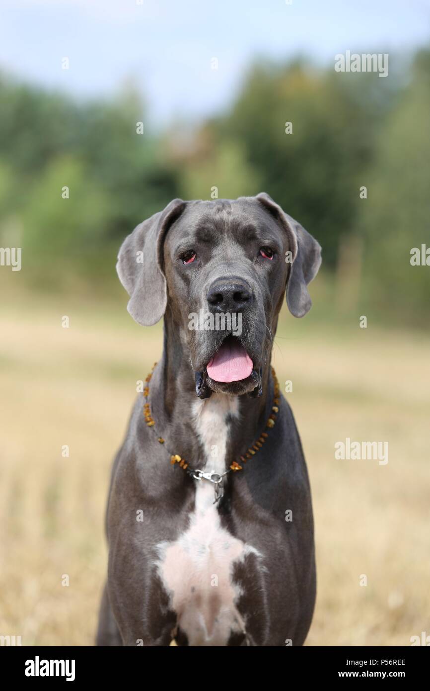 Large grey purebred great dane hi-res stock photography and images - Alamy