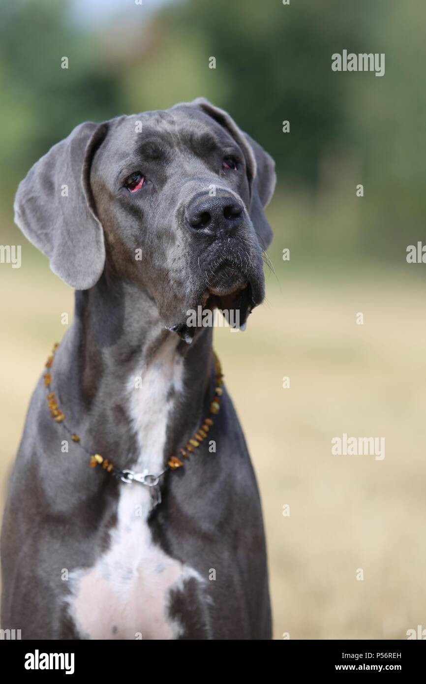Great Dane Portrait Stock Photo - Alamy
