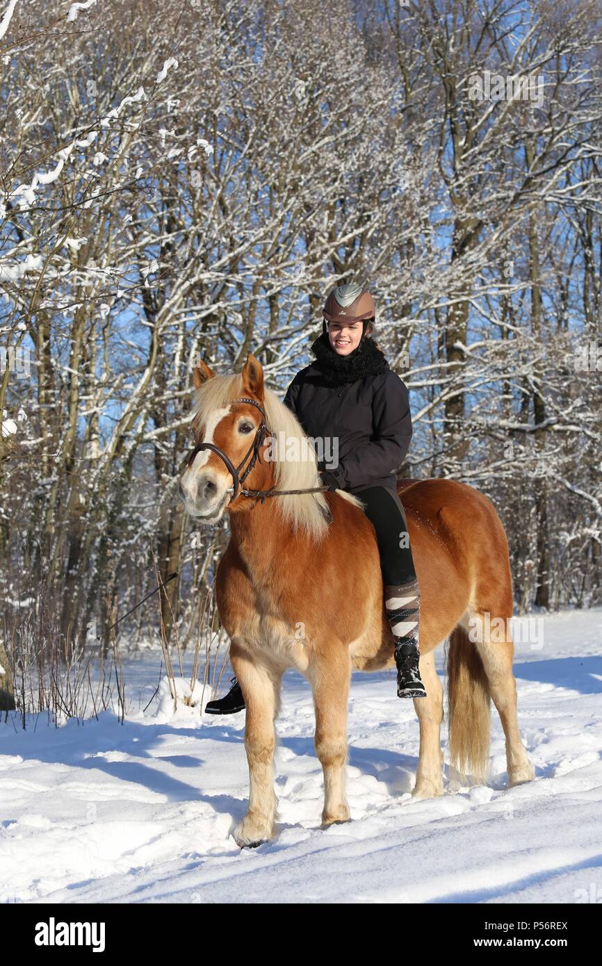 woman rides Haflinger Stock Photo - Alamy