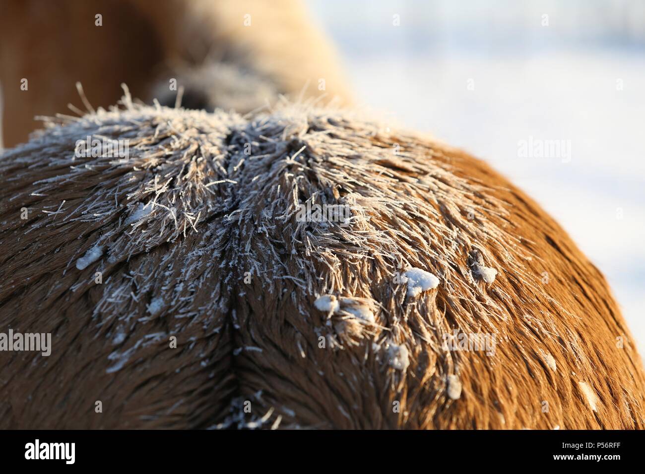 Icelandic horse fell Stock Photo - Alamy