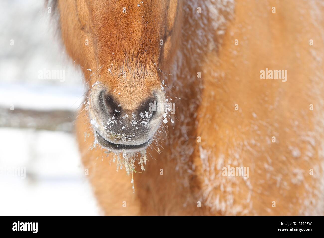 Fell ponies winter hi-res stock photography and images - Alamy