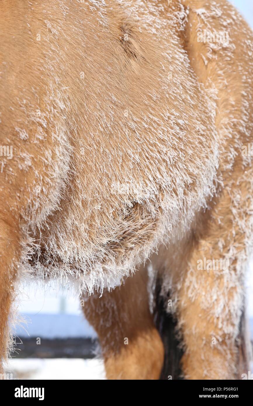 Icelandic horse fell Stock Photo - Alamy