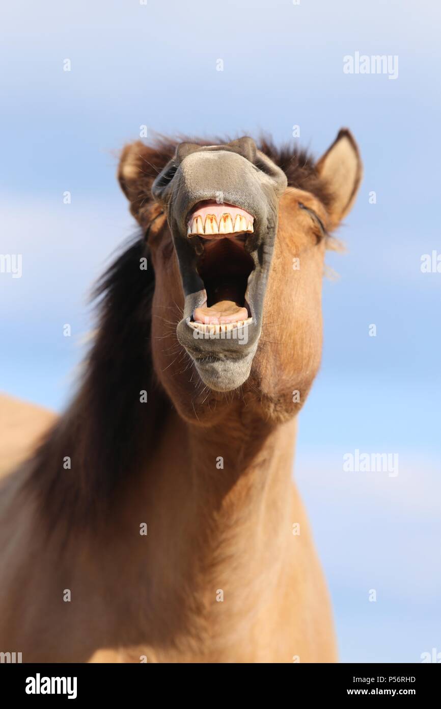 Horse pony yawn yawning hi-res stock photography and images - Alamy