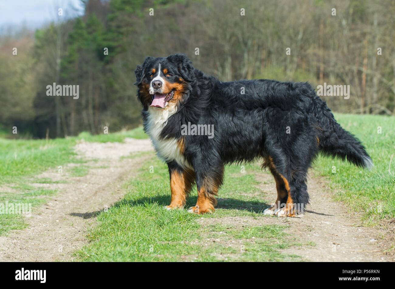 Bernese mountain dog cart hi-res stock photography and images - Alamy