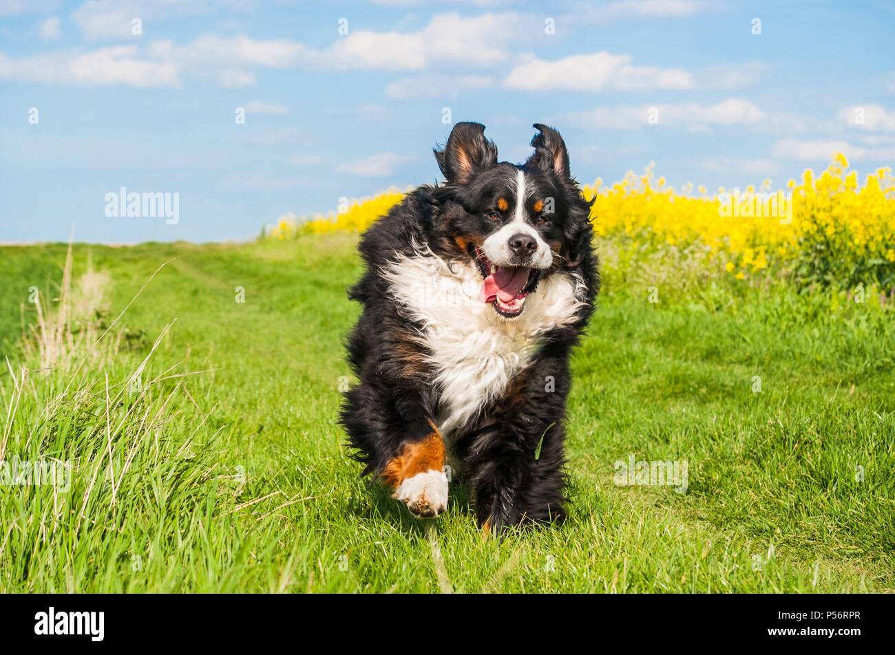 running Bernese Mountain Dog Stock Photo - Alamy