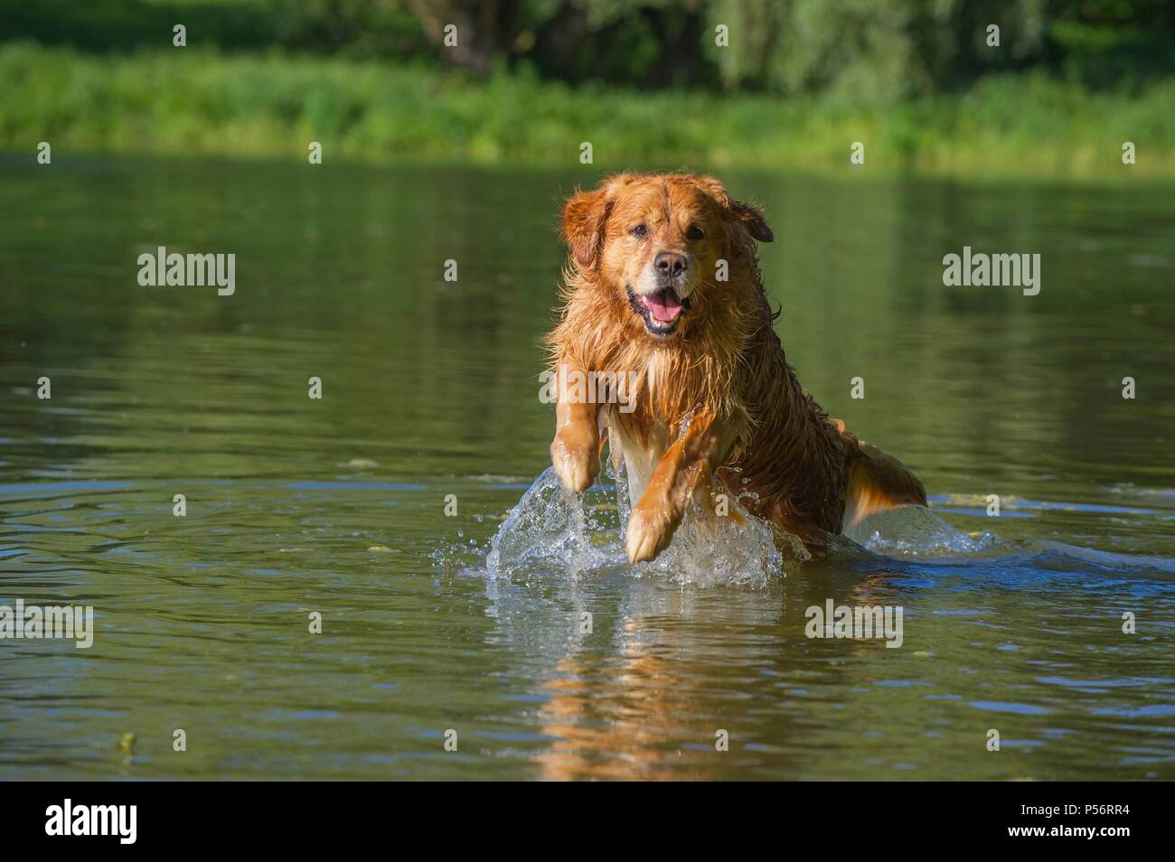 running Golden Retriever Stock Photo - Alamy
