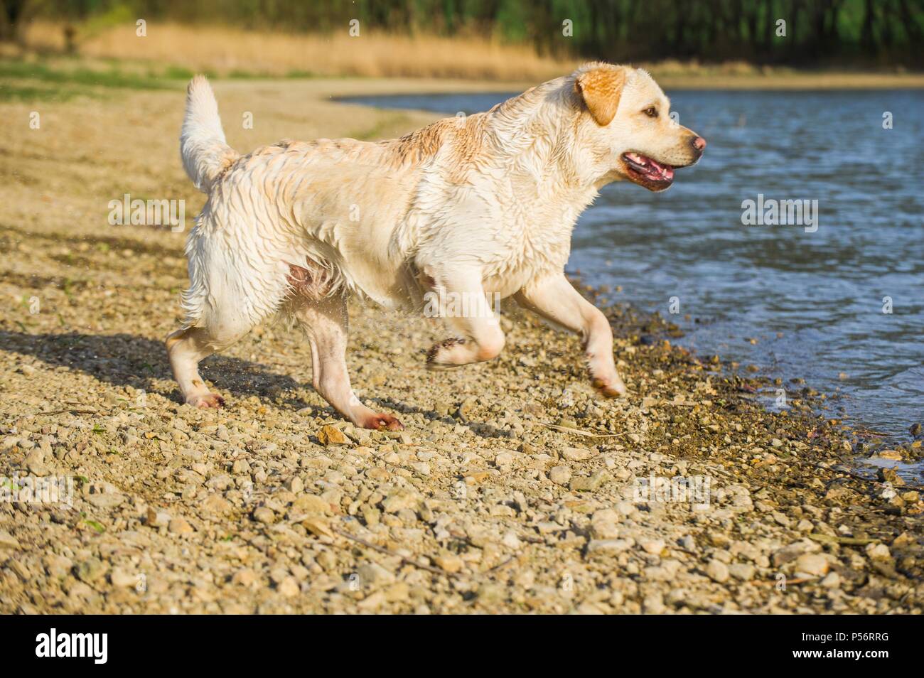 running Labrador Retriever Stock Photo - Alamy