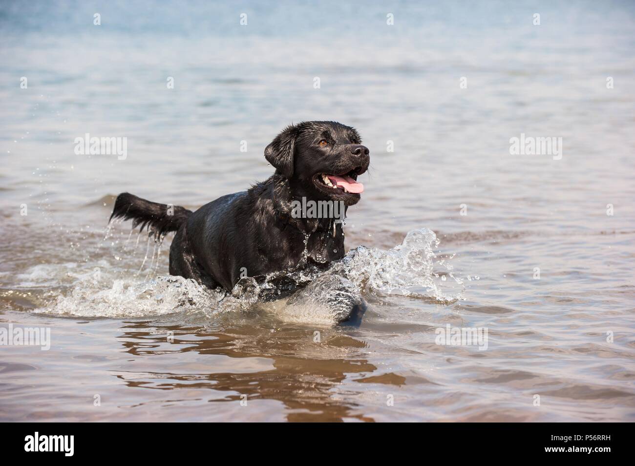 Walking labrador retriever hi-res stock photography and images - Alamy