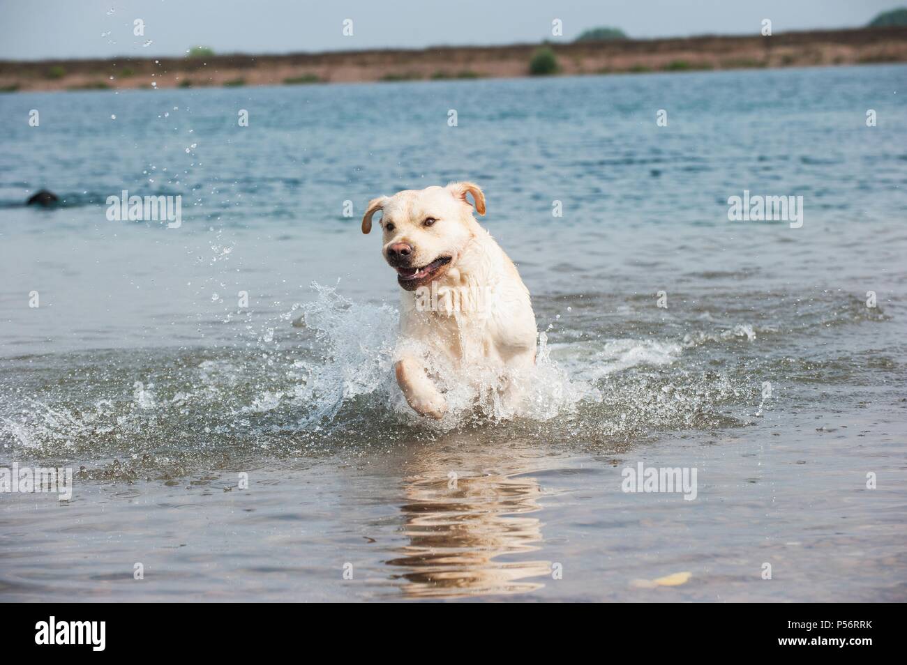 running Labrador Retriever Stock Photo - Alamy