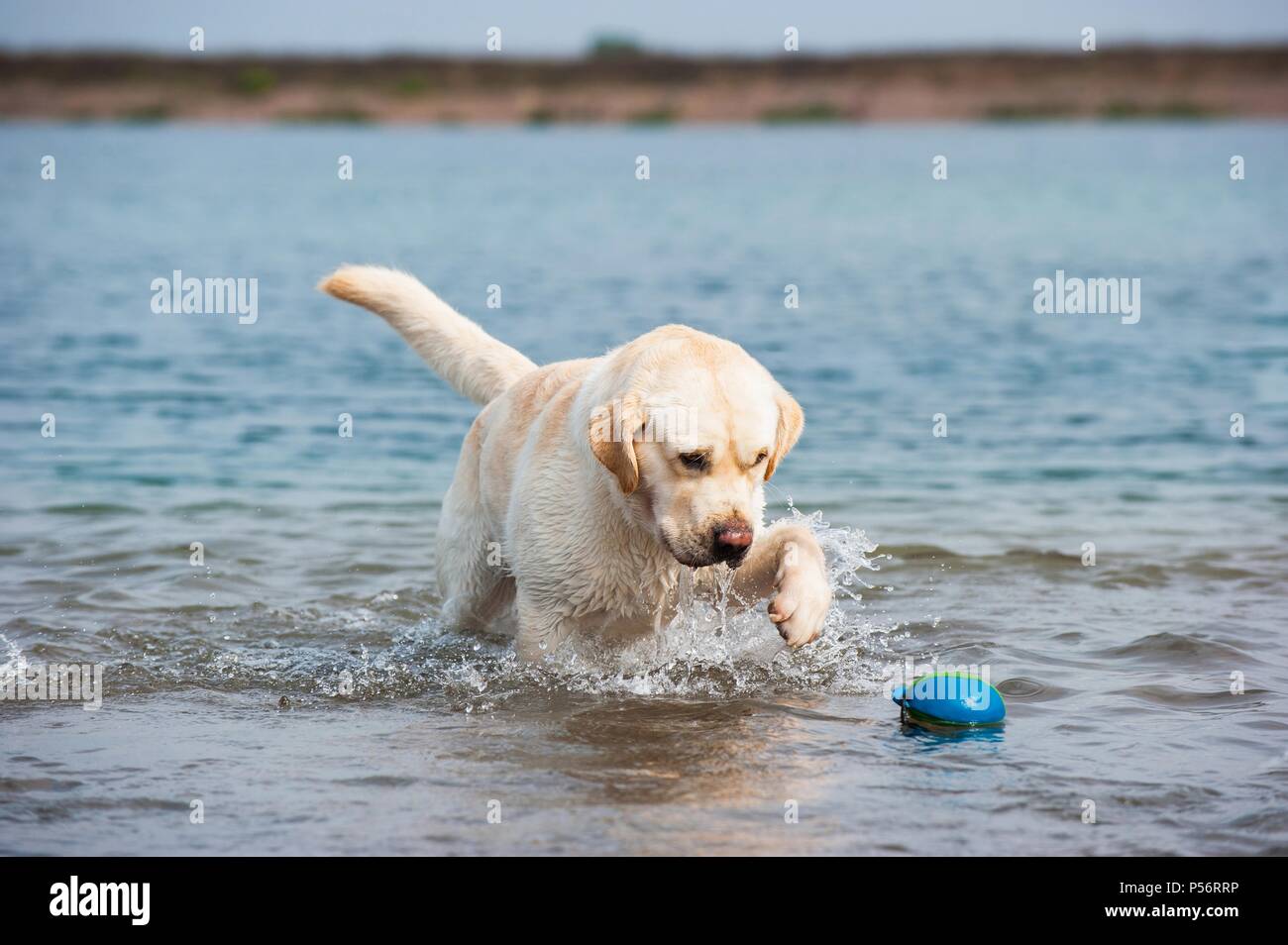 Labrador dog runs toy ball hi-res stock photography and images - Alamy