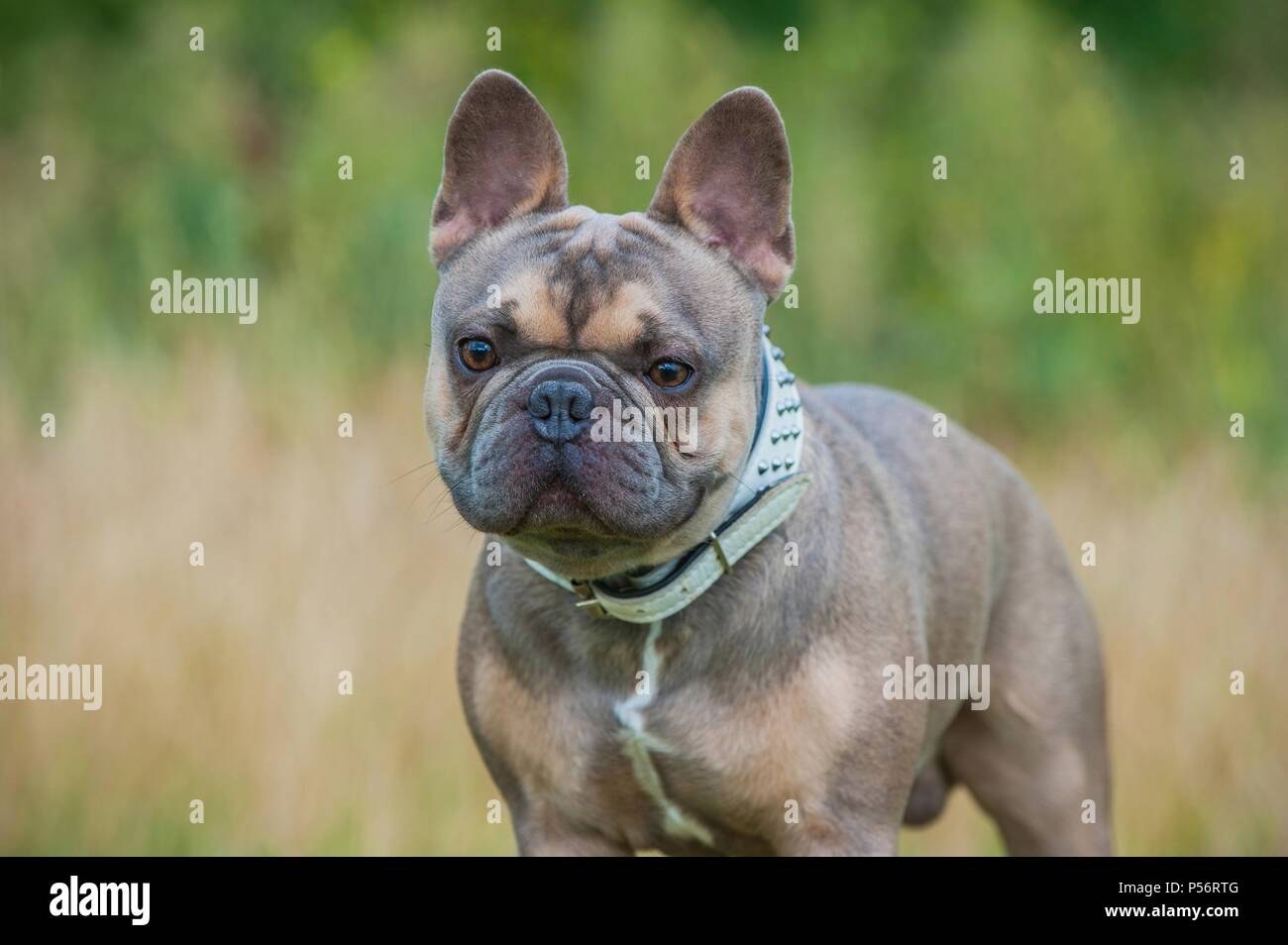 French Bulldog Portrait Stock Photo - Alamy