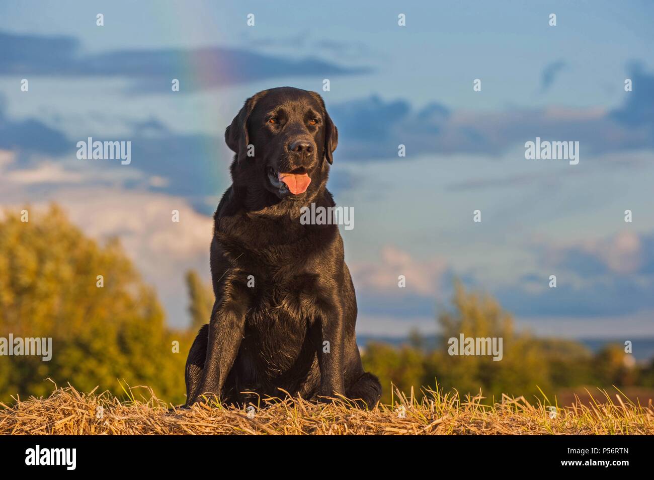 sitting Labrador Retriever Stock Photo - Alamy