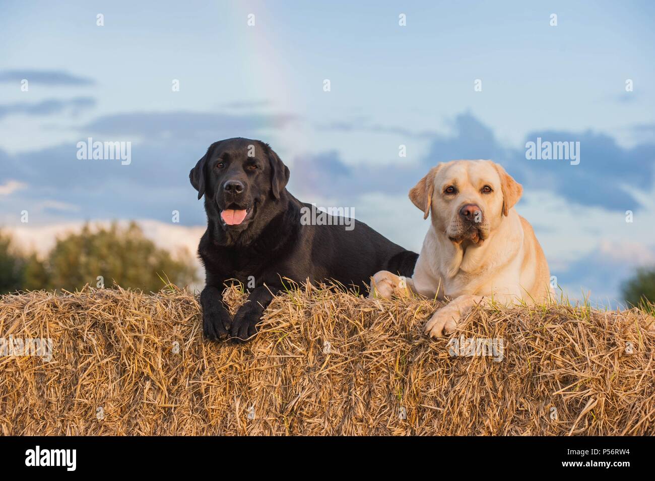2 Labrador Retriever Stock Photo - Alamy