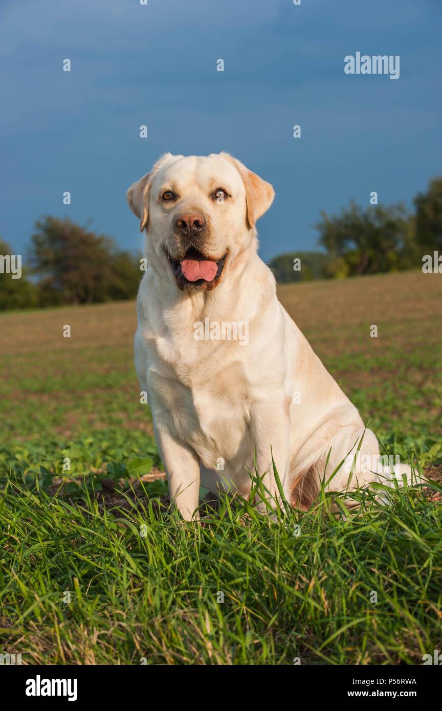 sitting Labrador Retriever Stock Photo - Alamy
