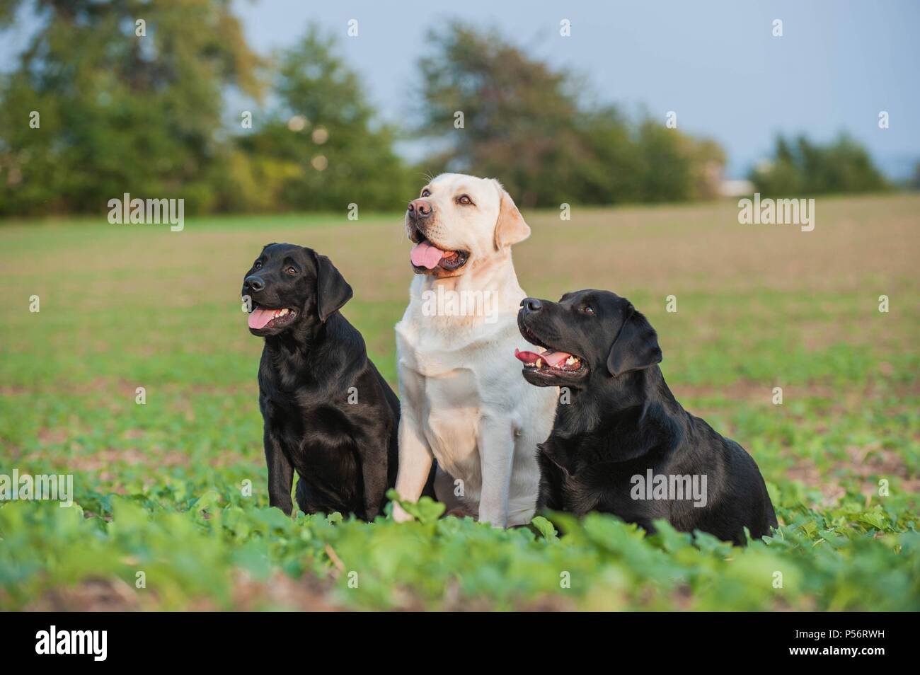 3 Labrador Retriever Stock Photo - Alamy