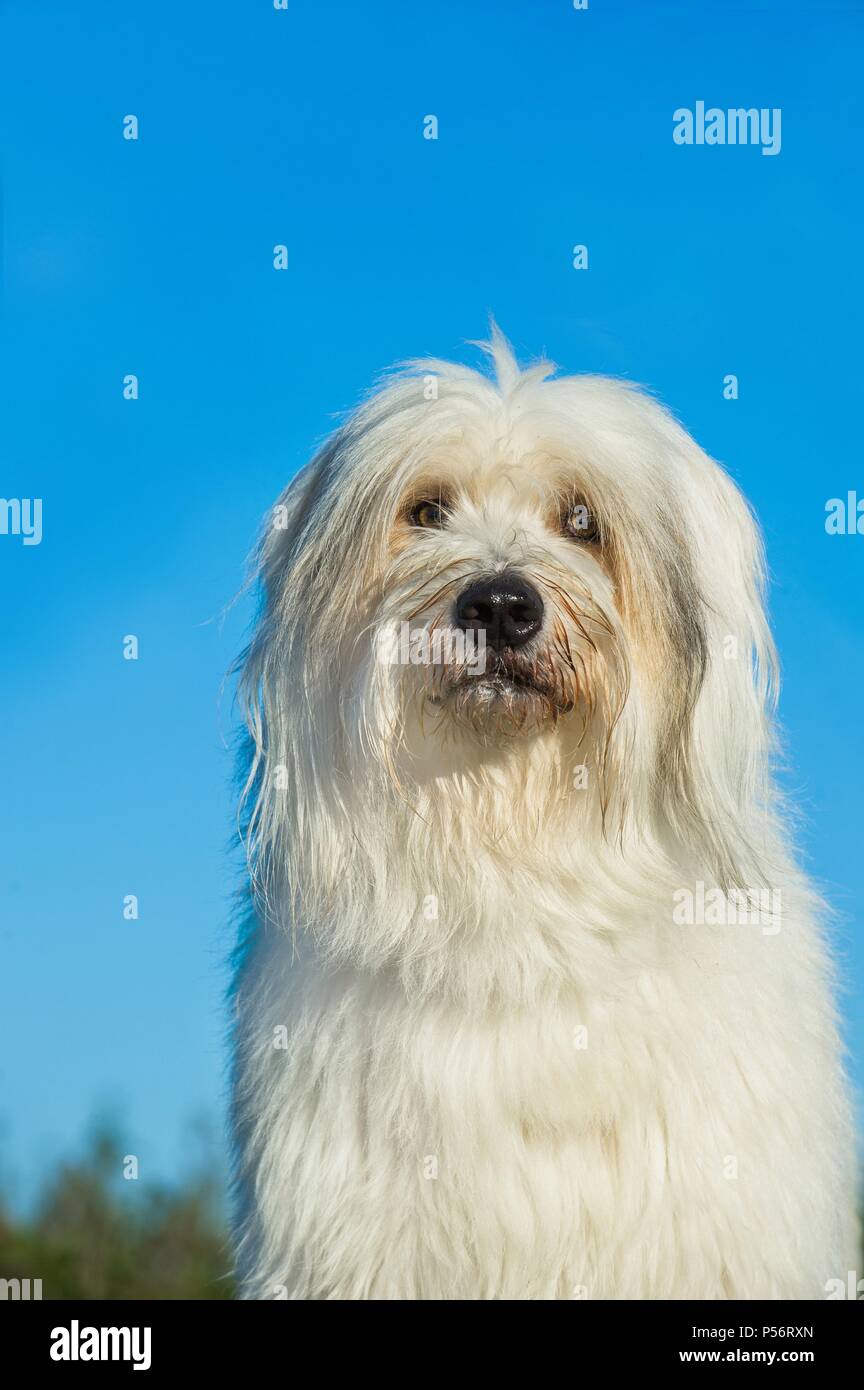 Ovtcharkas High Resolution Stock Photography and Images - Alamy