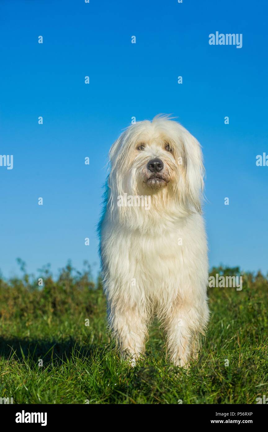 Ovtcharkas High Resolution Stock Photography and Images - Alamy