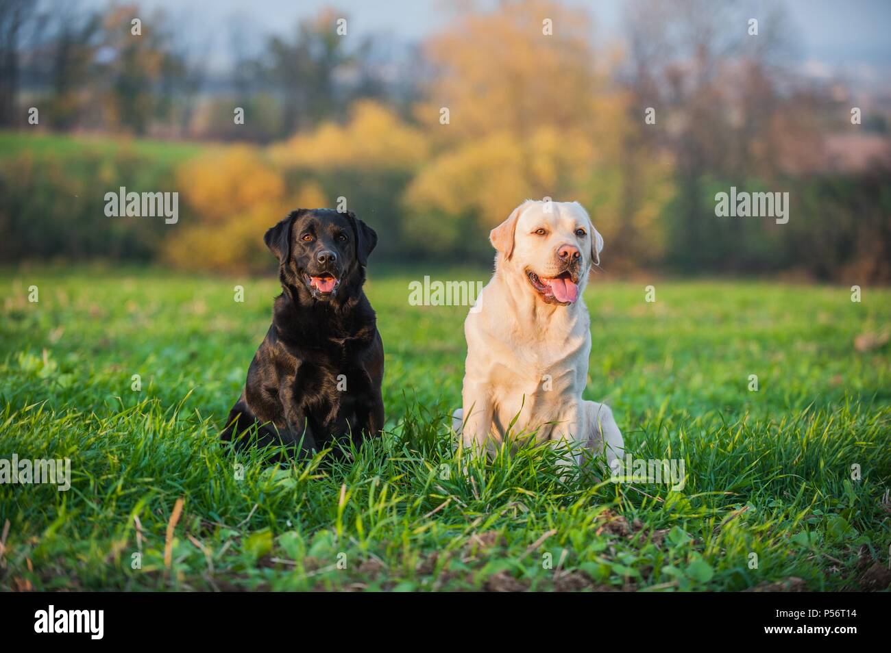 Dark yellow labrador retriever hi-res stock photography and images - Alamy