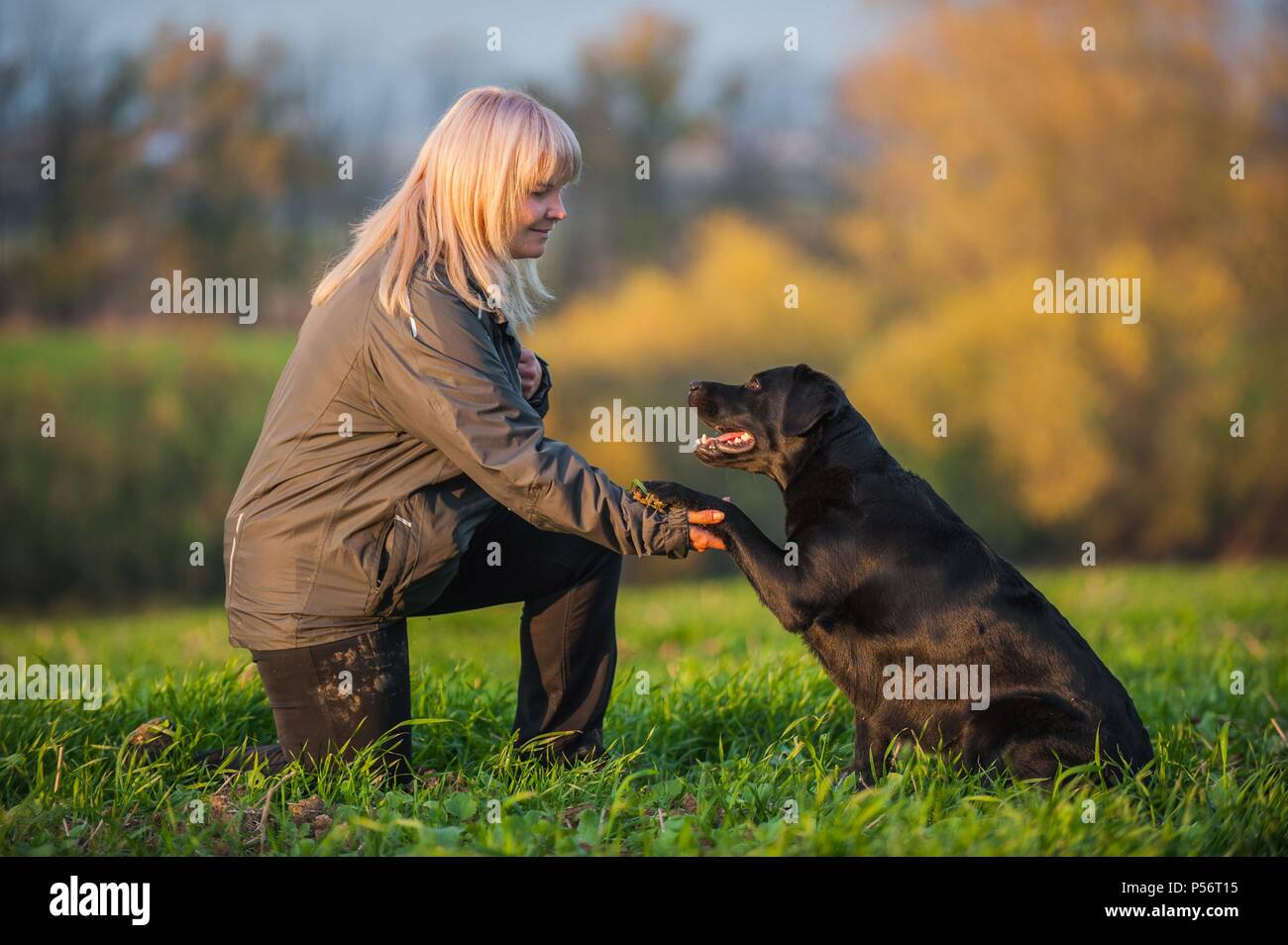 Labrador giving paw hi-res stock photography and images - Alamy