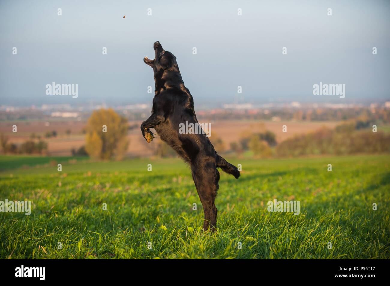 Dog jumping for treats hi-res stock photography and images - Alamy