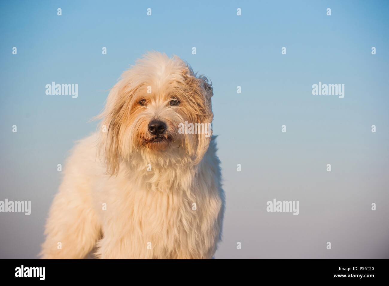 Southern Russian Ovtcharka Portrait Stock Photo - Alamy