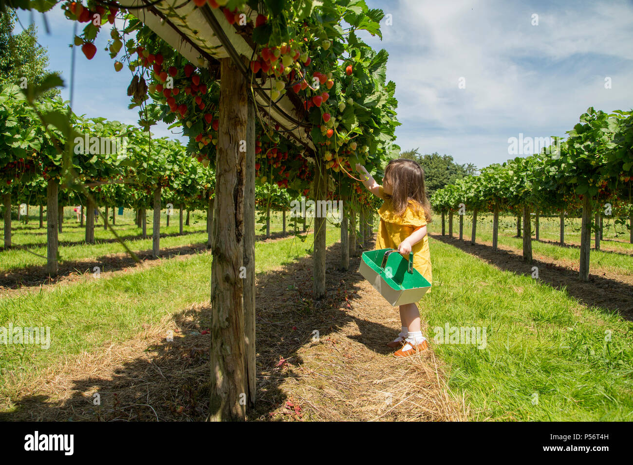 Picking summer fruit hi-res stock photography and images - Alamy