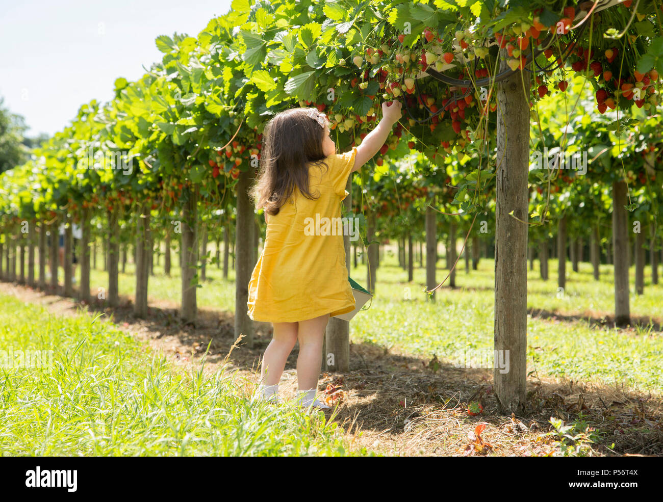 Picky toddler food hi-res stock photography and images - Alamy