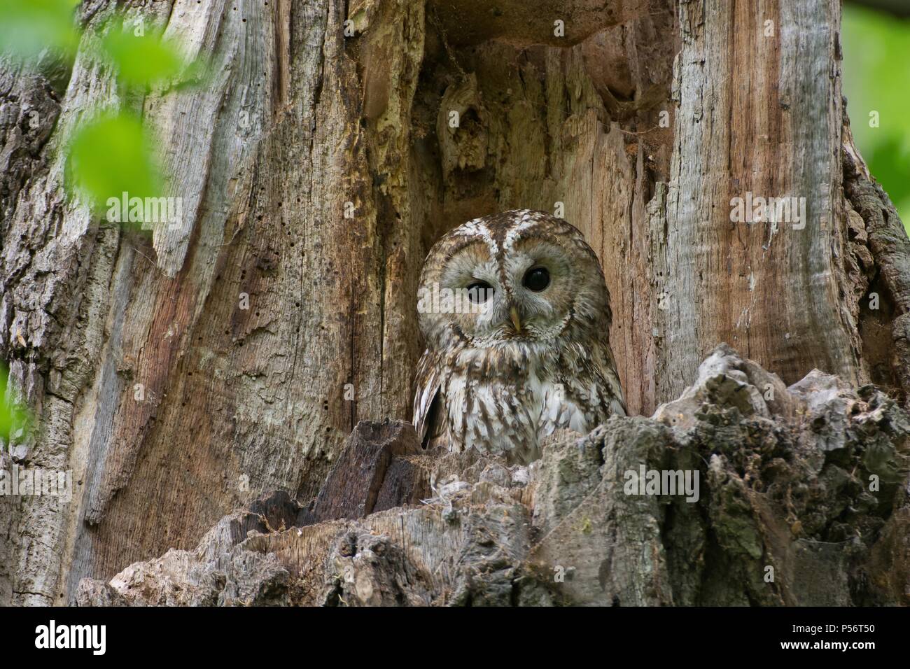 Tawny brown landscape hi-res stock photography and images - Alamy