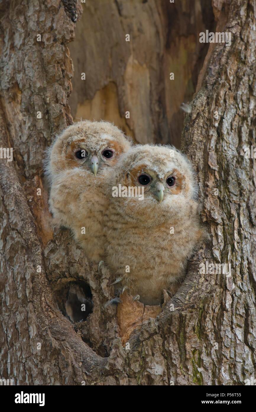 Immature tawny owl hi-res stock photography and images - Alamy