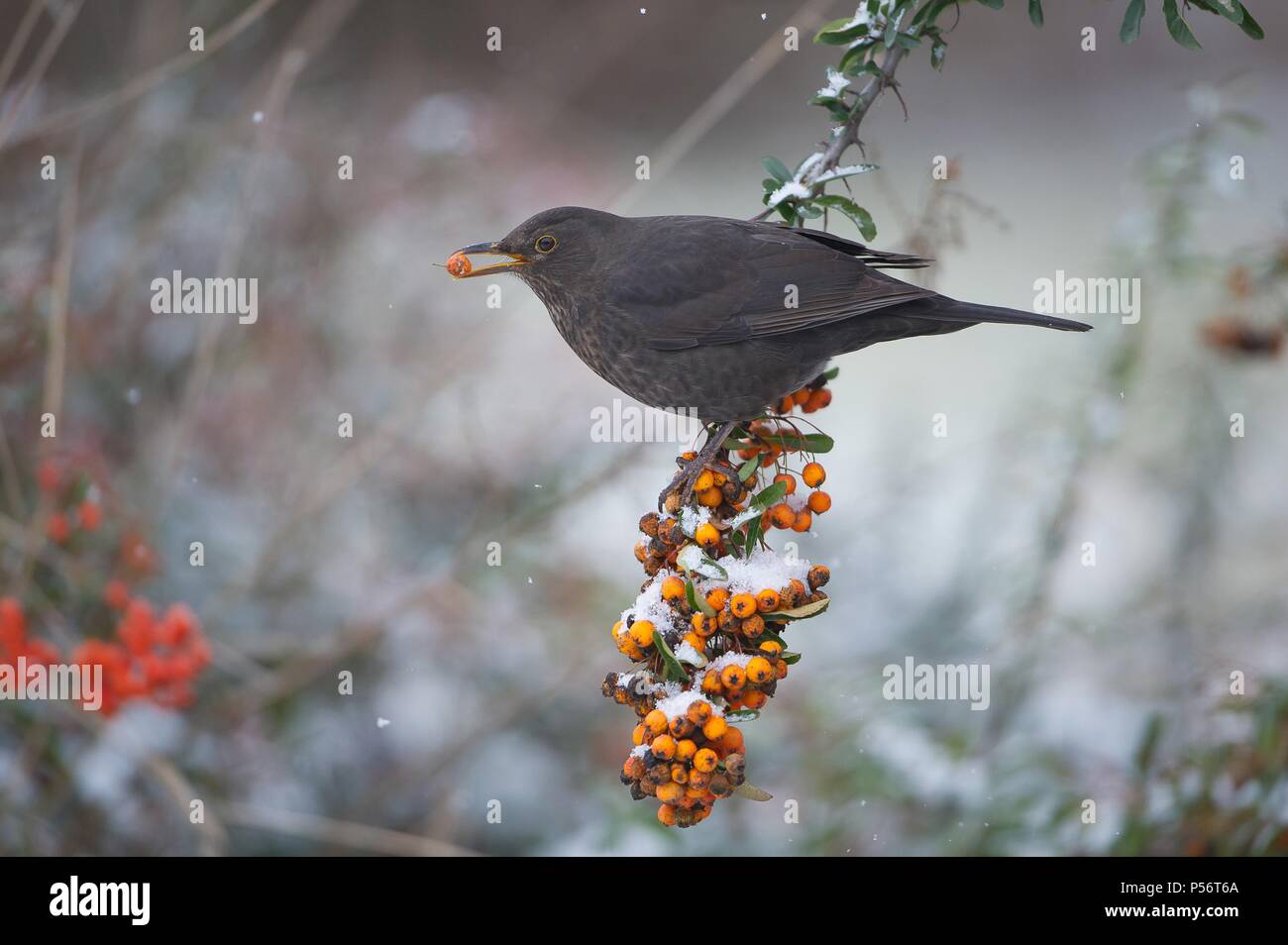 Blackbirds profile hi-res stock photography and images - Alamy