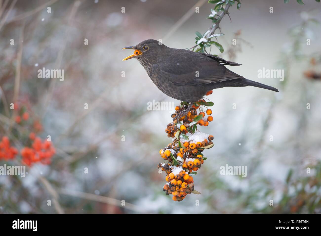 Blackbirds profile hi-res stock photography and images - Alamy