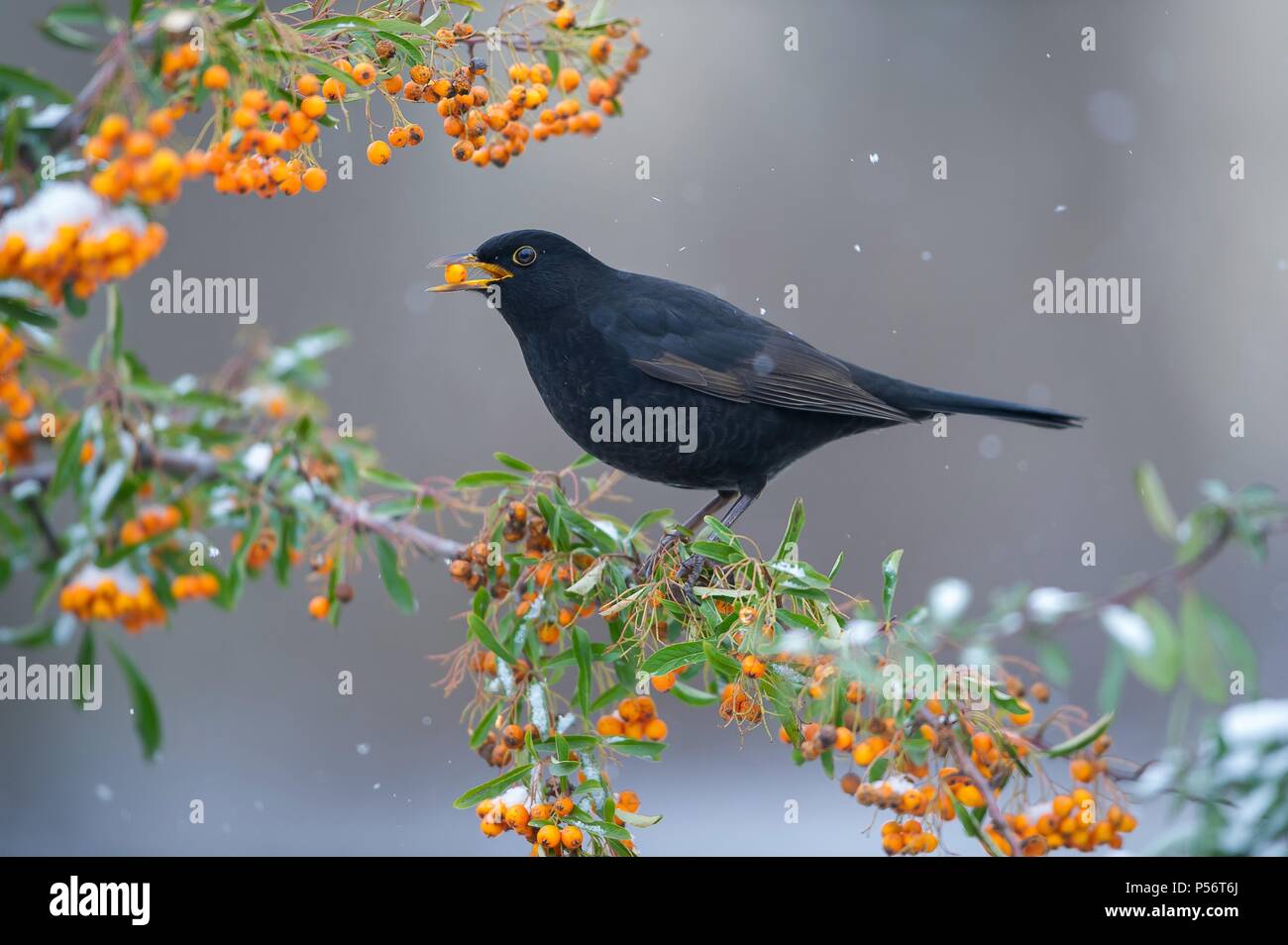 Blackbirds profile hi-res stock photography and images - Alamy
