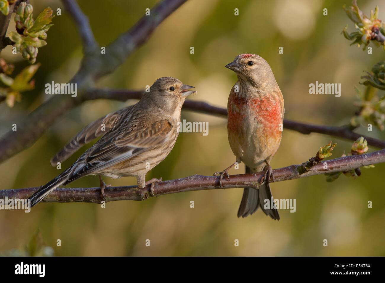 Linnets hi-res stock photography and images - Alamy