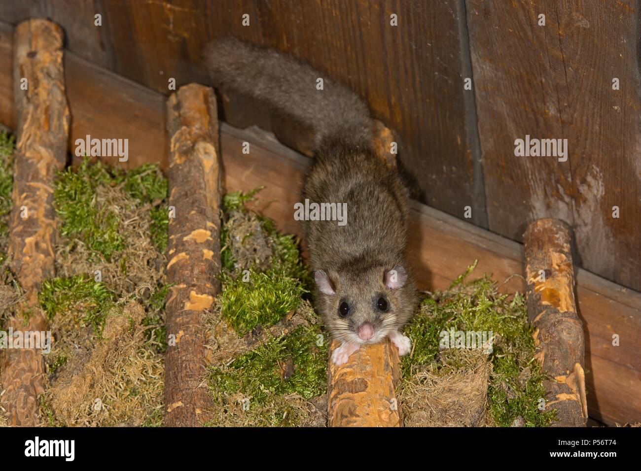 Edible dormouse climbing hi-res stock photography and images - Alamy